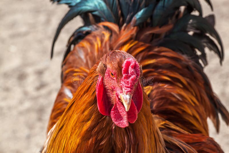 Red rooster stock image. Image of beautiful, bird, crest - 53943511
