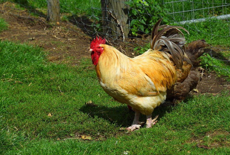 Red Rooster - Cockerel Standing on One Leg on Grass. Stock Image ...