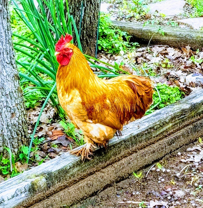 Red Rooster Crowing stock image. Image of chicken, outdoors - 176911491