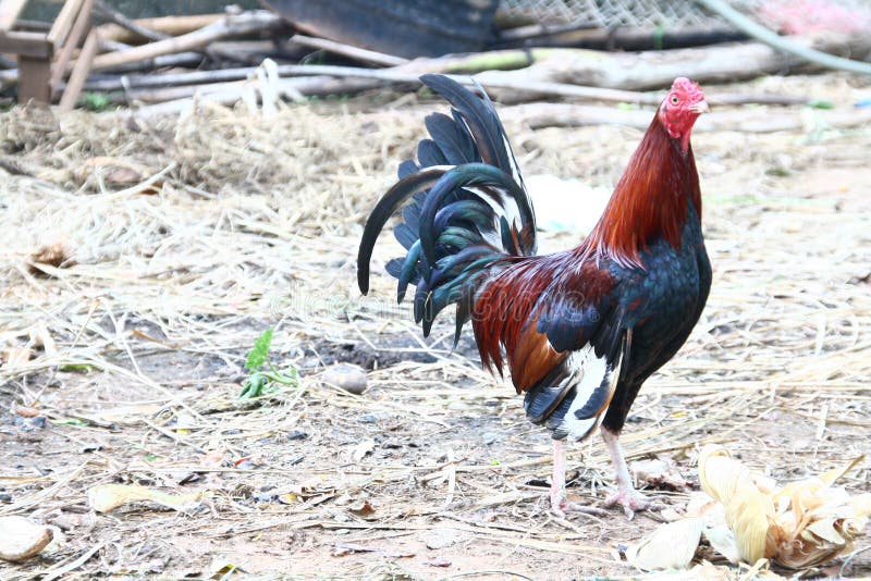 Red rooster stock image. Image of farm, bird, rooster - 167281765