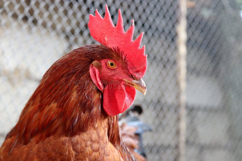 527 Angry Rooster Photos - Free & Royalty-Free Stock Photos from Dreamstime