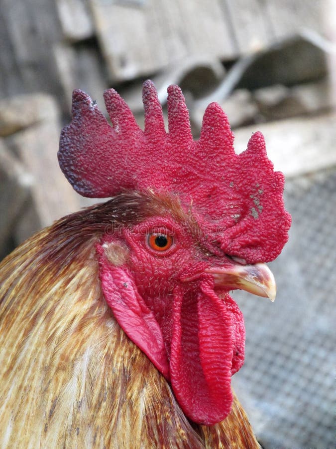 Red rooster stock image. Image of feathers, farmyard - 25953773