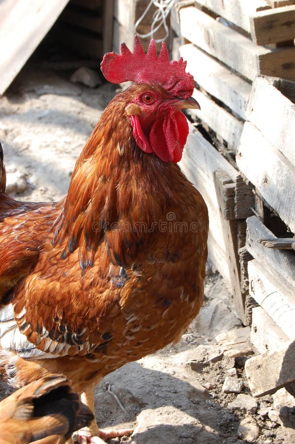 Red rooster on the farm stock image. Image of rural, white - 68763933