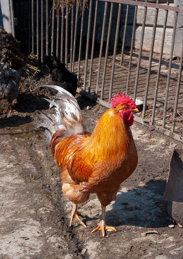 Red rooster stock photo. Image of natural, rural, chinese - 84424700