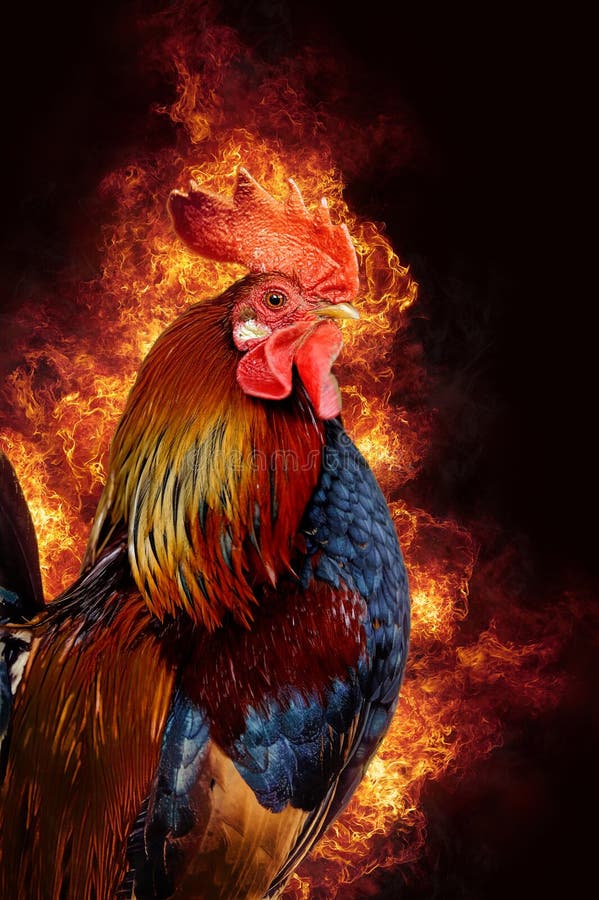 Red Rooster Flame Stock Photos - Free & Royalty-Free Stock Photos from ...