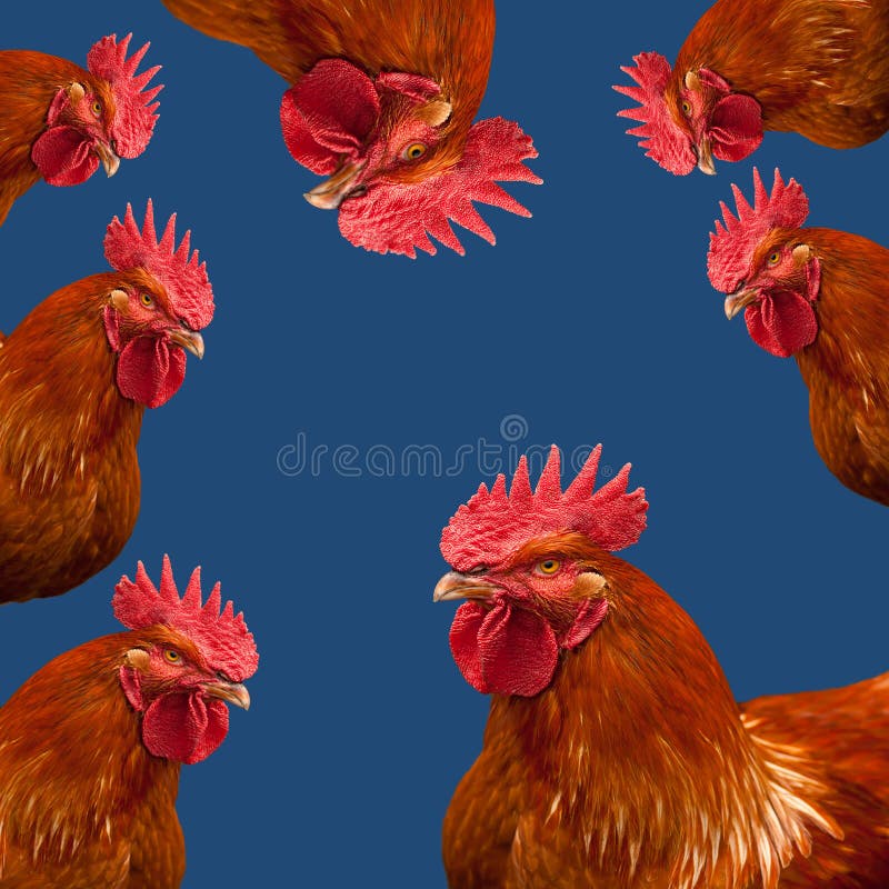 Red Rooster Frame on Dark Blue Background. Stock Photo - Image of look ...