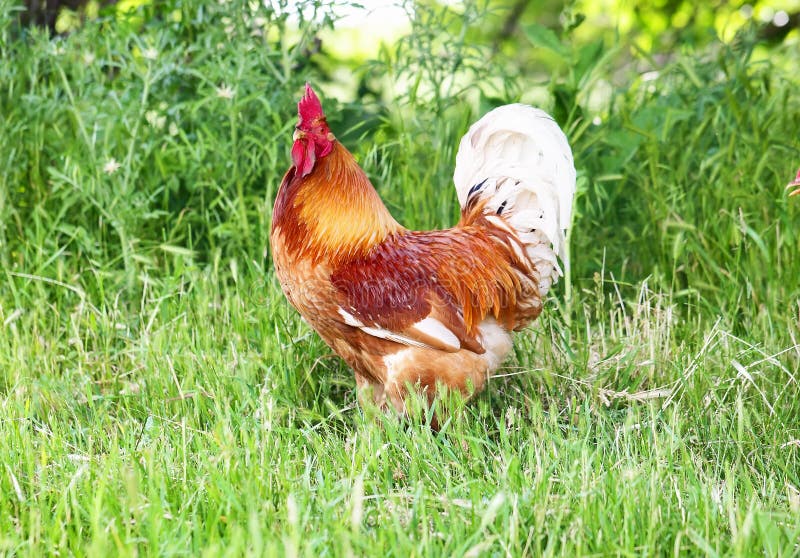 Big Red Rooster on a Free-range Farm Stock Photo - Image of beak ...