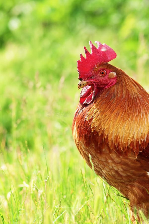 Red Rooster stock image. Image of crowing, feathers, environment - 55995555