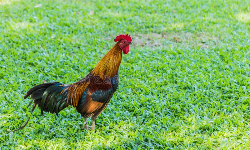 Red rooster on green grass stock photo. Image of grass - 65263188