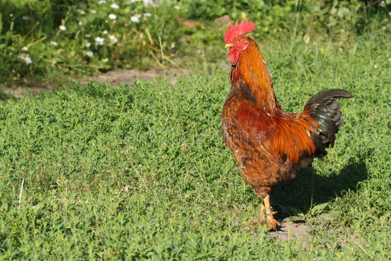 Red rooster on green grass stock photo. Image of closeup - 32155850