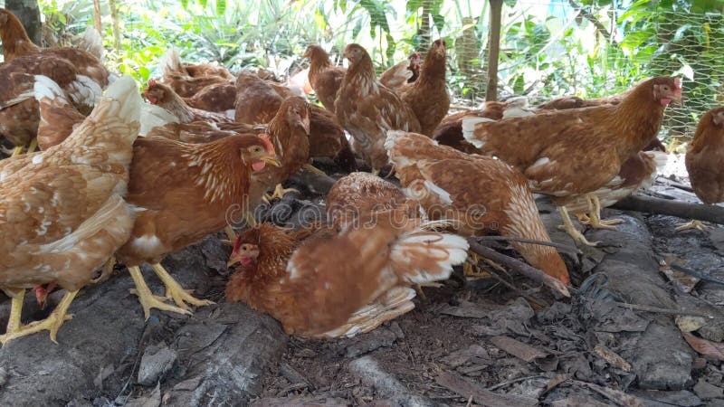The Red Rooster Group is on the Ground Stock Footage - Video of poultry ...
