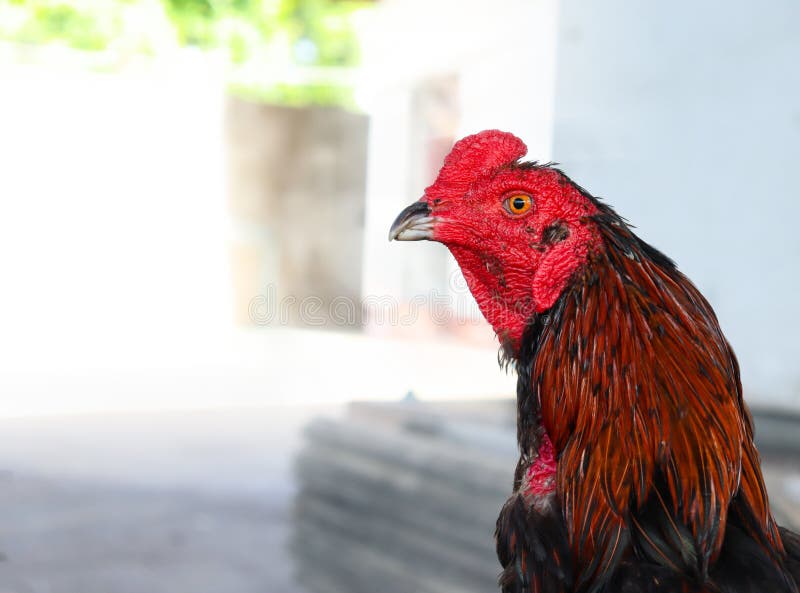 444 Chicken Cut Head Stock Photos - Free & Royalty-Free Stock Photos ...