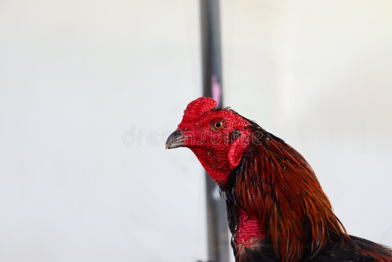444 Chicken Cut Head Stock Photos - Free & Royalty-Free Stock Photos ...