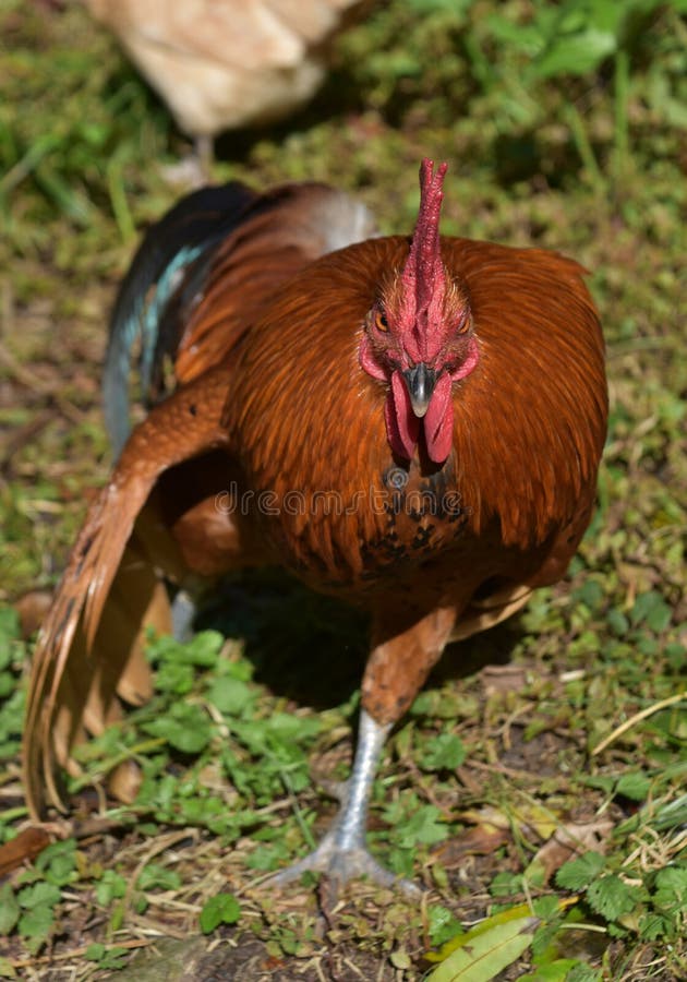 Red Rooster with His Wing Extended and His Foot Raised Stock Image ...