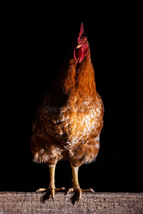 Red Rooster on Black Background Stock Photo - Image of cereal, object ...