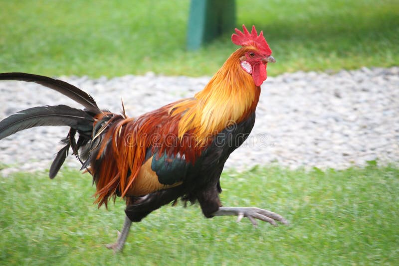 Red Rooster Running on a Field, Closeup Shot Stock Image - Image of ...