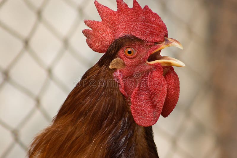 Red rooster singing stock image. Image of farm, sing, beautiful - 4203525