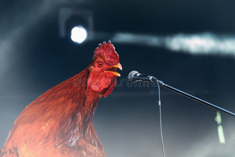 111 Rooster Sing Chicken Photos - Free & Royalty-Free Stock Photos from ...