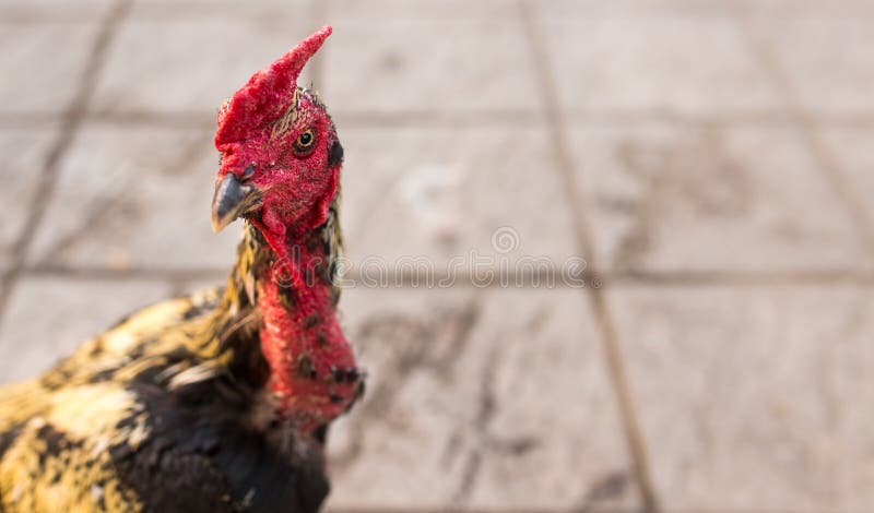 Red Rooster Stand on Pink Tile Stock Photo - Image of bird, background ...