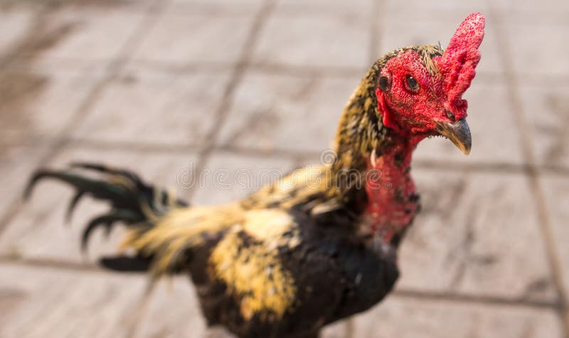Red Rooster Stand on Pink Tile Stock Photo - Image of background, rural ...