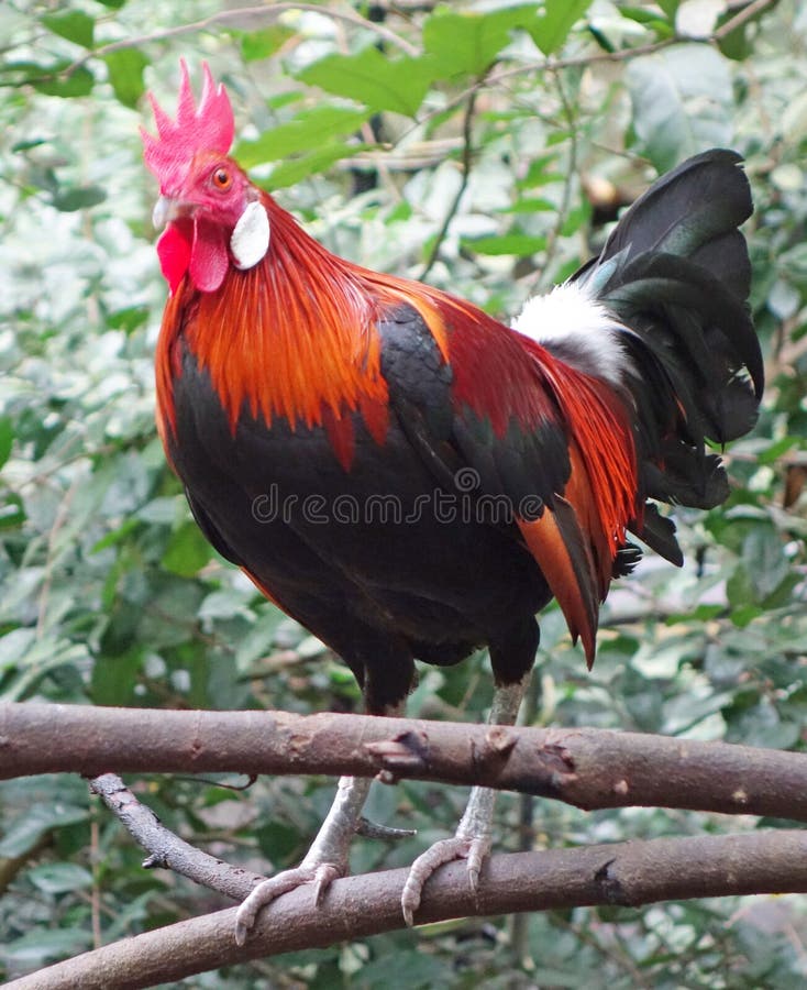Red rooster resting stock photo. Image of repose, rooster - 26943182