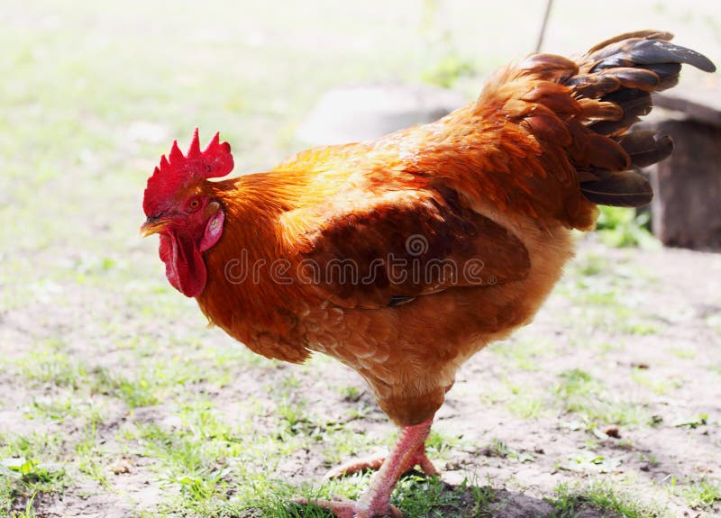 Red rooster stock image. Image of morning, nature, farm - 39130771