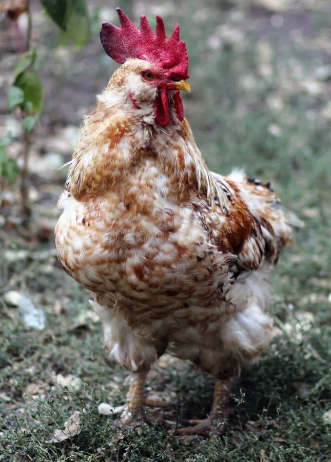 Red rooster stock photo. Image of rural, plant, crest - 46062266