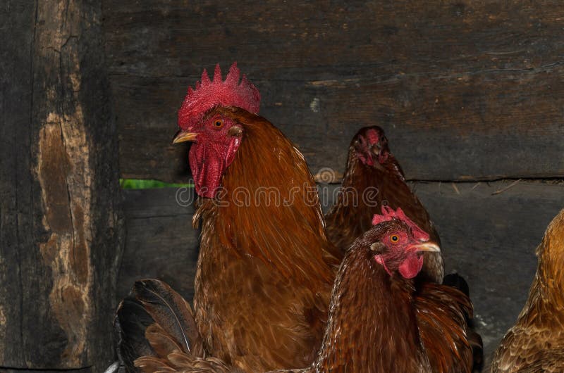 Red Rooster Walks in the Yard on the Farm Stock Photo - Image of fowl ...