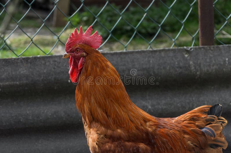 Red Rooster Walks in the Yard on the Farm Stock Photo - Image of ...