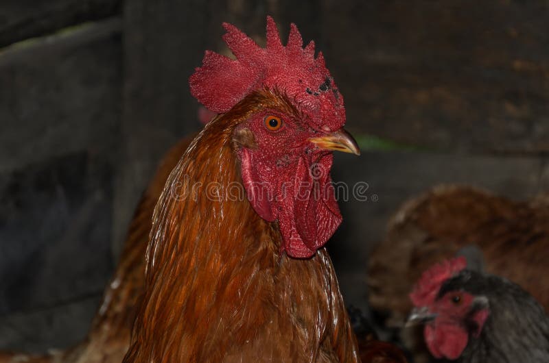 Red Rooster Walks in the Yard on the Farm Stock Image - Image of ...