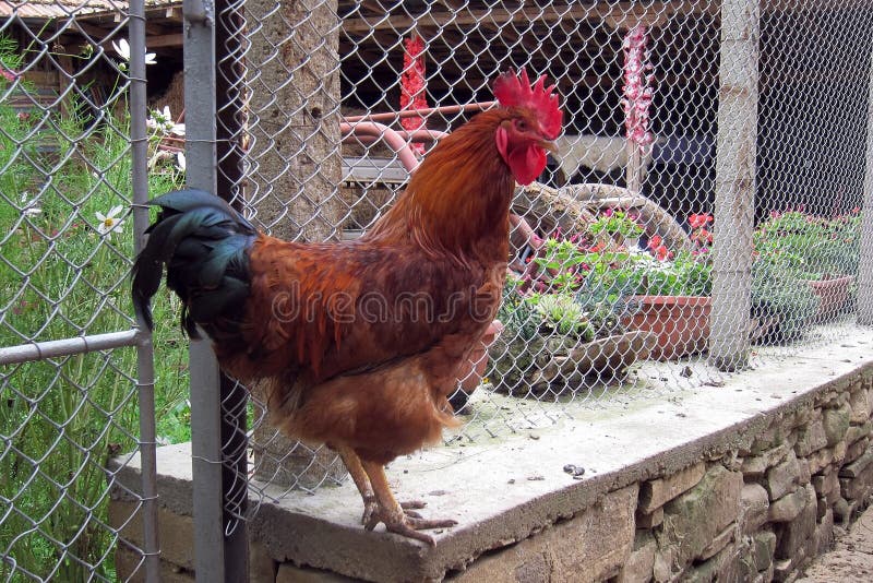 Red rooster on a wall stock image. Image of nature, animal - 194685023