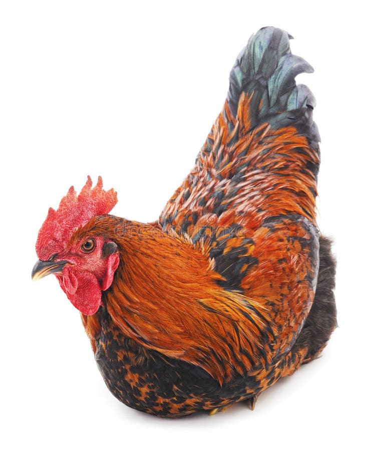 Red rooster. stock image. Image of background, meat, feather - 66902399