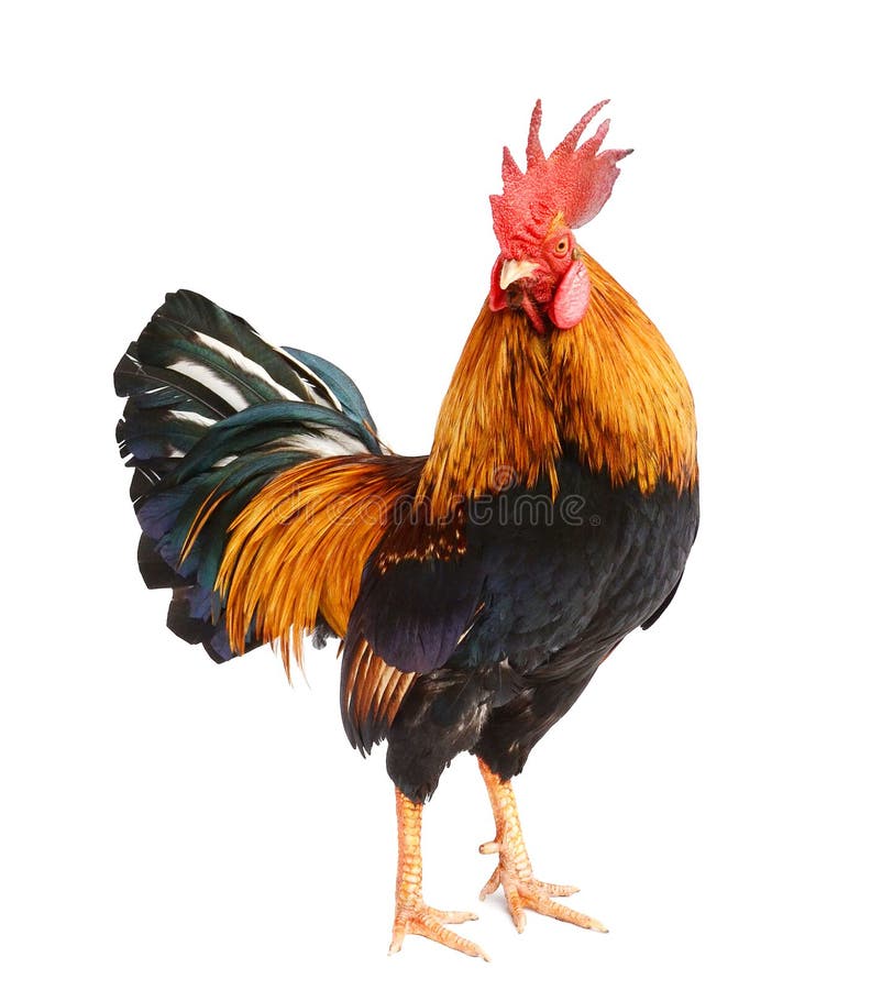 Red Rooster on White Background Stock Image - Image of background ...