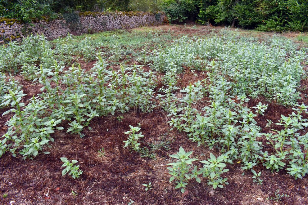 The Red-root Amaranth (Amaranthus Retroflexus) in a Fallow Field Stock ...