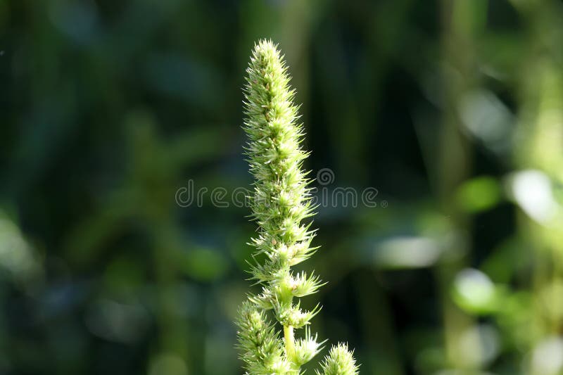 Red Root Amaranth (Amaranthus Retroflexus) Stock Photo - Image of ...