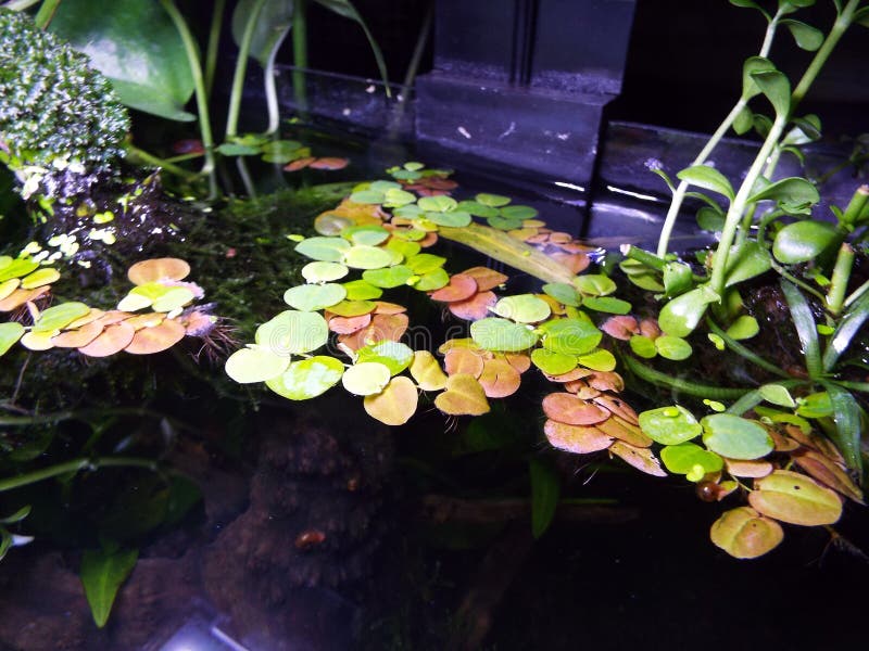 Root Floaters Stock Photos - Free & Royalty-Free Stock Photos from ...