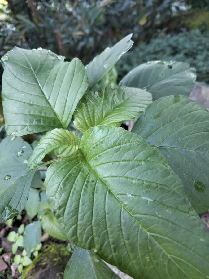 Red Root Spinach & X28;redroot Amaranth & X29; Stock Photo - Image of spinach, food: 391841222
