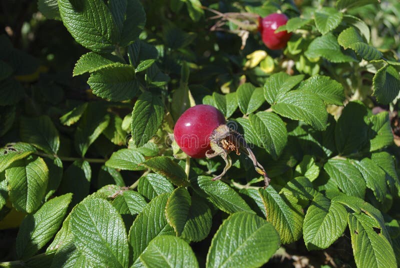Red Rosa Rugosa Fruit on the Branch. Stock Image - Image of leaf, green ...