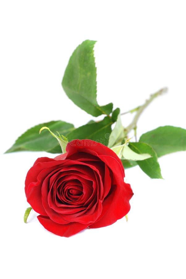 Red Rose stock photo. Image of graphic, darling, dream - 12899310