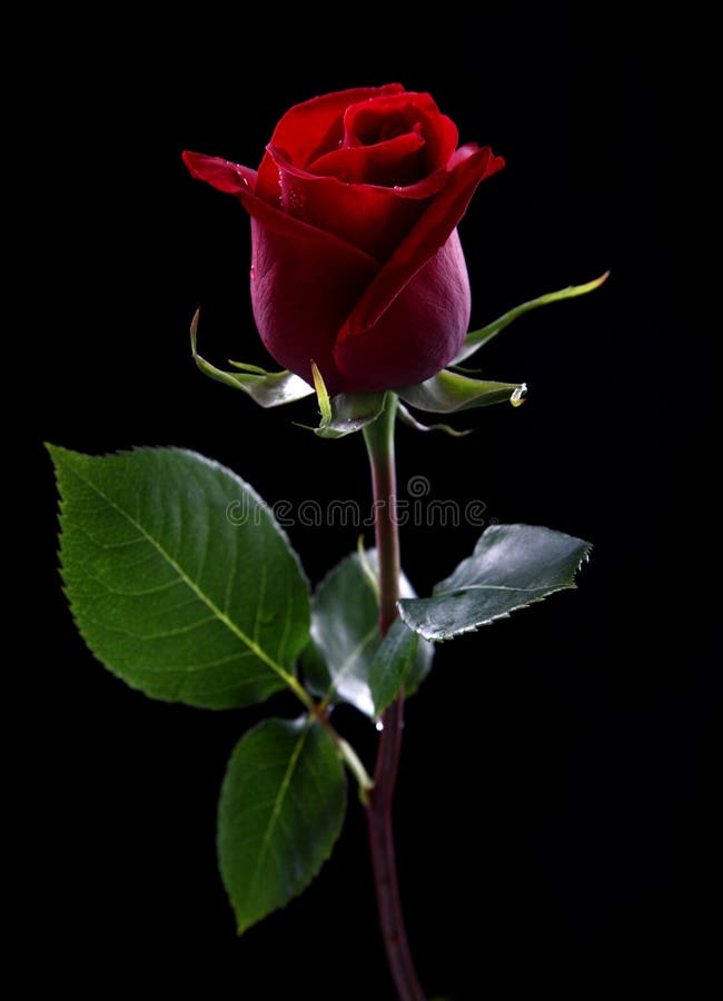 Single romantic red rose stock photo. Image of fragrance - 33992724