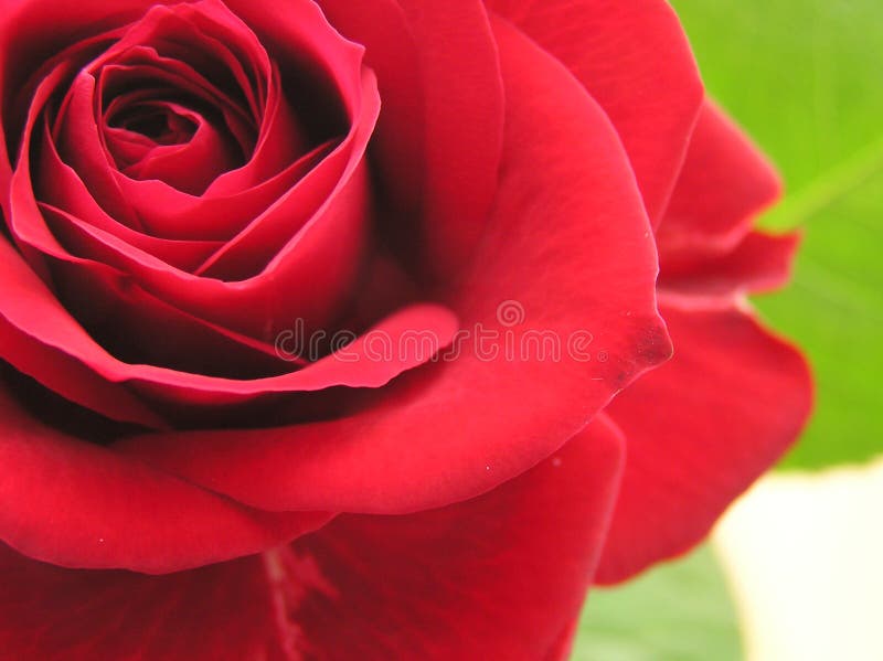 Red Rose stock photo. Image of flowers, fresh, color - 12312596