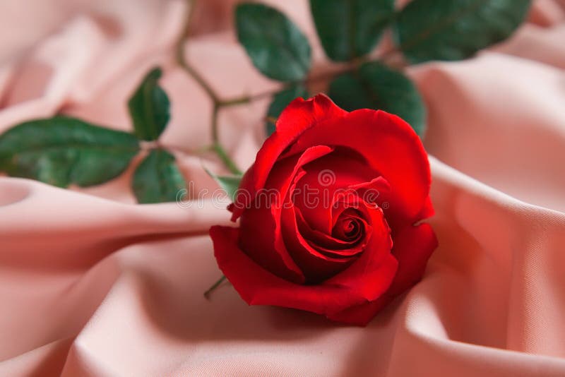 A rose and a lipstick kiss stock photo. Image of fondly - 520054