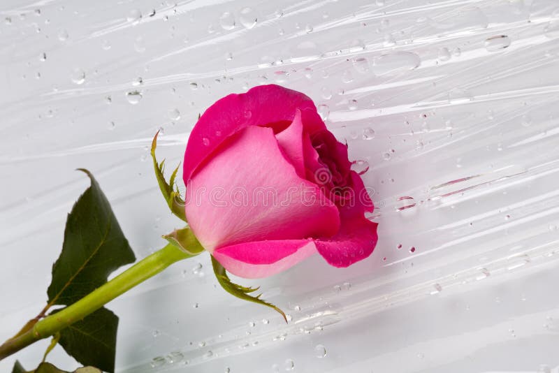 343 Crying Rose Stock Photos - Free & Royalty-Free Stock Photos from ...