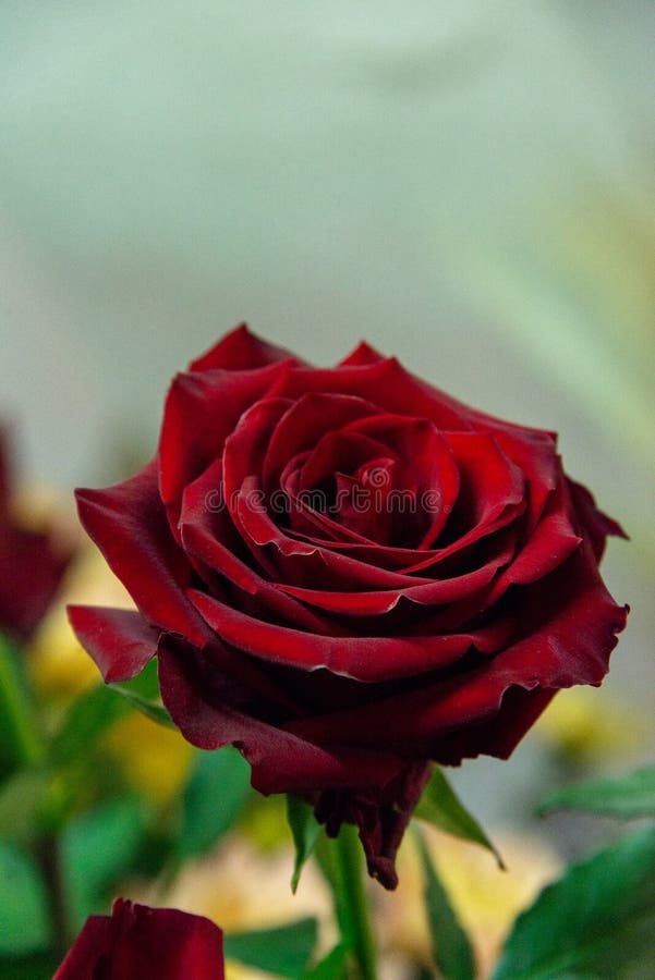 Red Rose High Detail Rich Colour Stock Image - Image of spring, floral ...