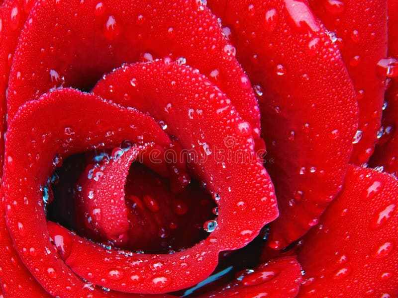 Deep Red Rose Flower with Dew Drops Stock Image - Image of freshness ...