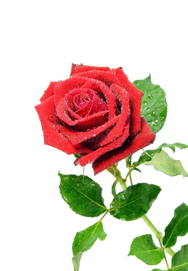 Miniature red roses stock image. Image of green, flower - 18000949