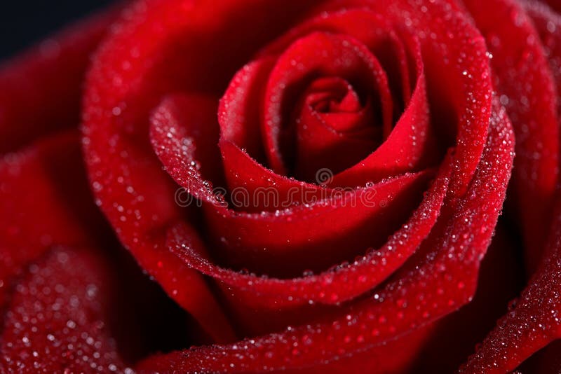 Crying Roses stock image. Image of nature, gardens, water - 248739