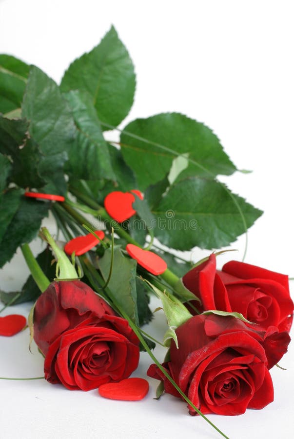 Red rose 2 stock photo. Image of card, occasion, natural - 4154910
