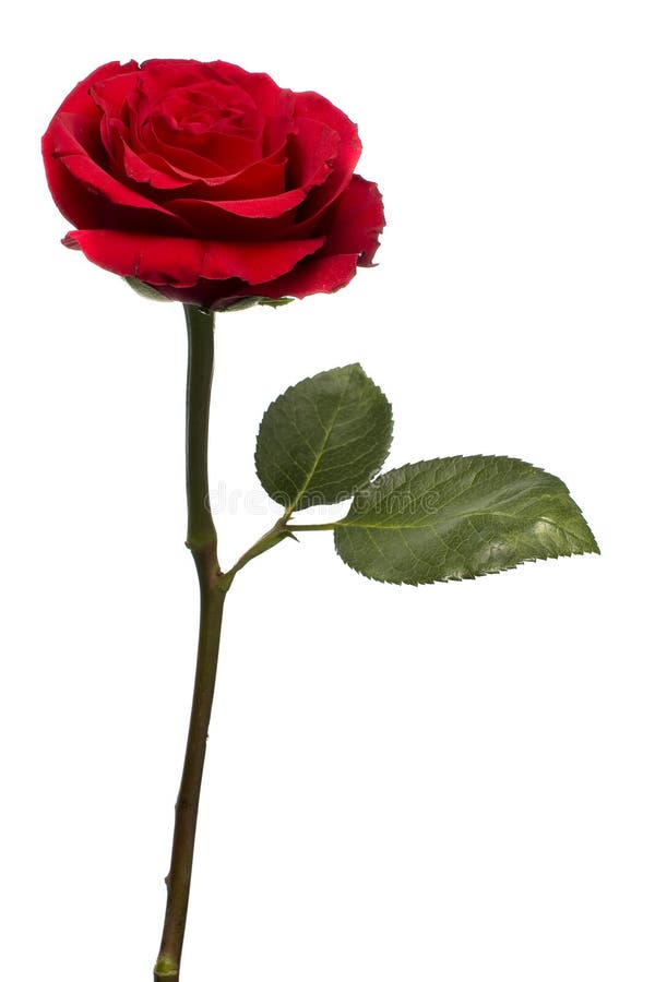 Red Rose Standing stock photo. Image of event, decoration - 23980204