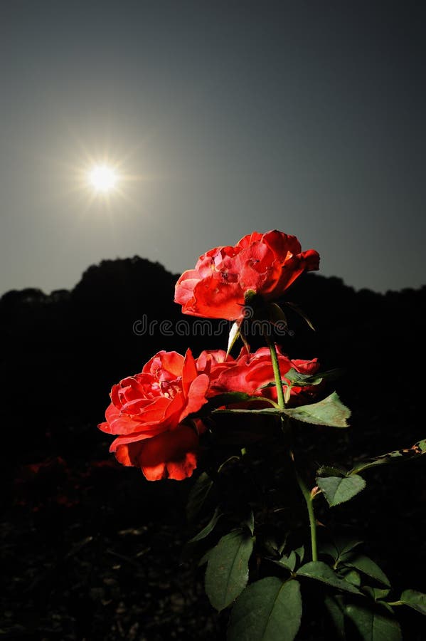 Red rose stock image. Image of flowers, rose, sunshine - 25954679